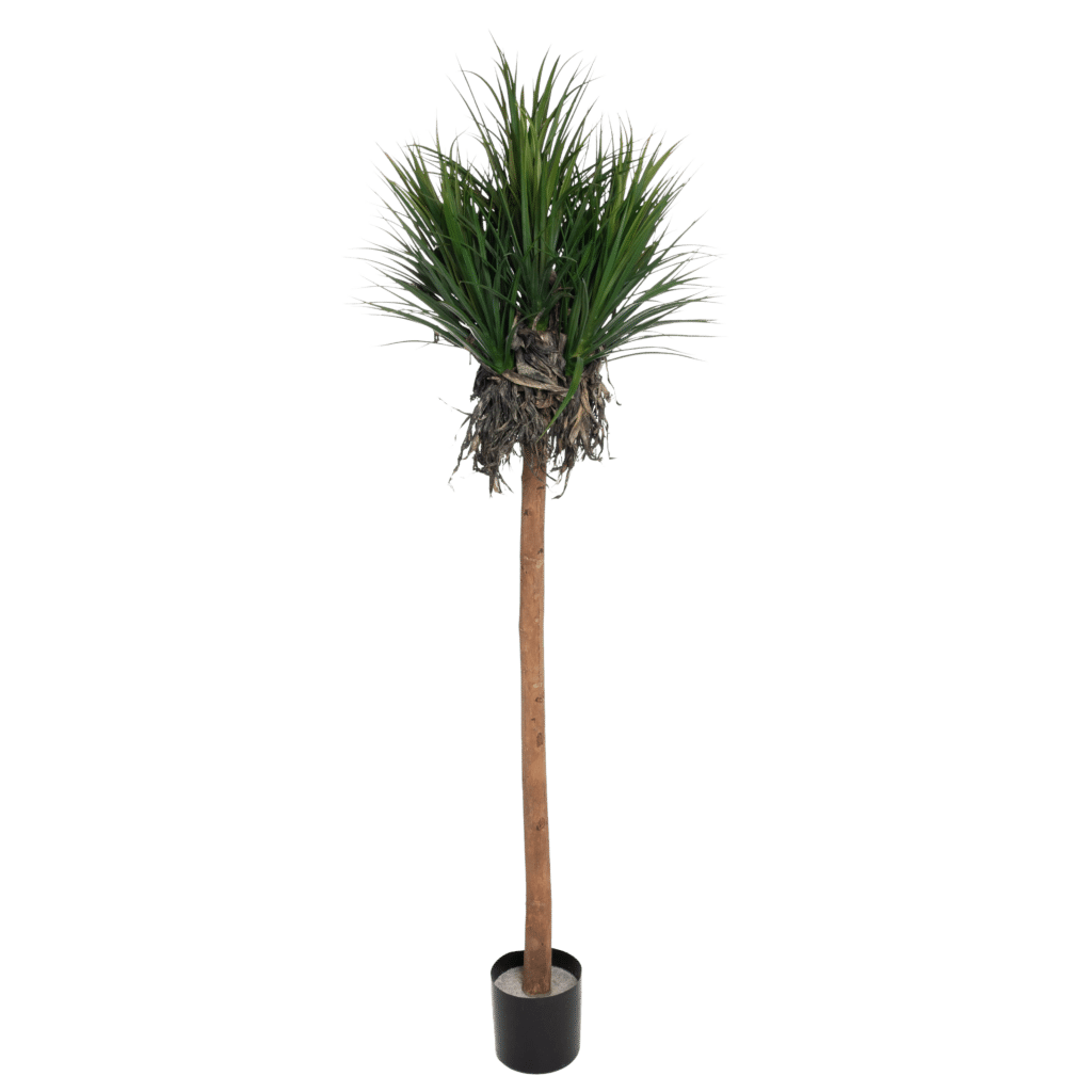 Kunstig Yuccapalme H250cm - Roggens Kunstig Yuccapalme H250cm - Roggens
